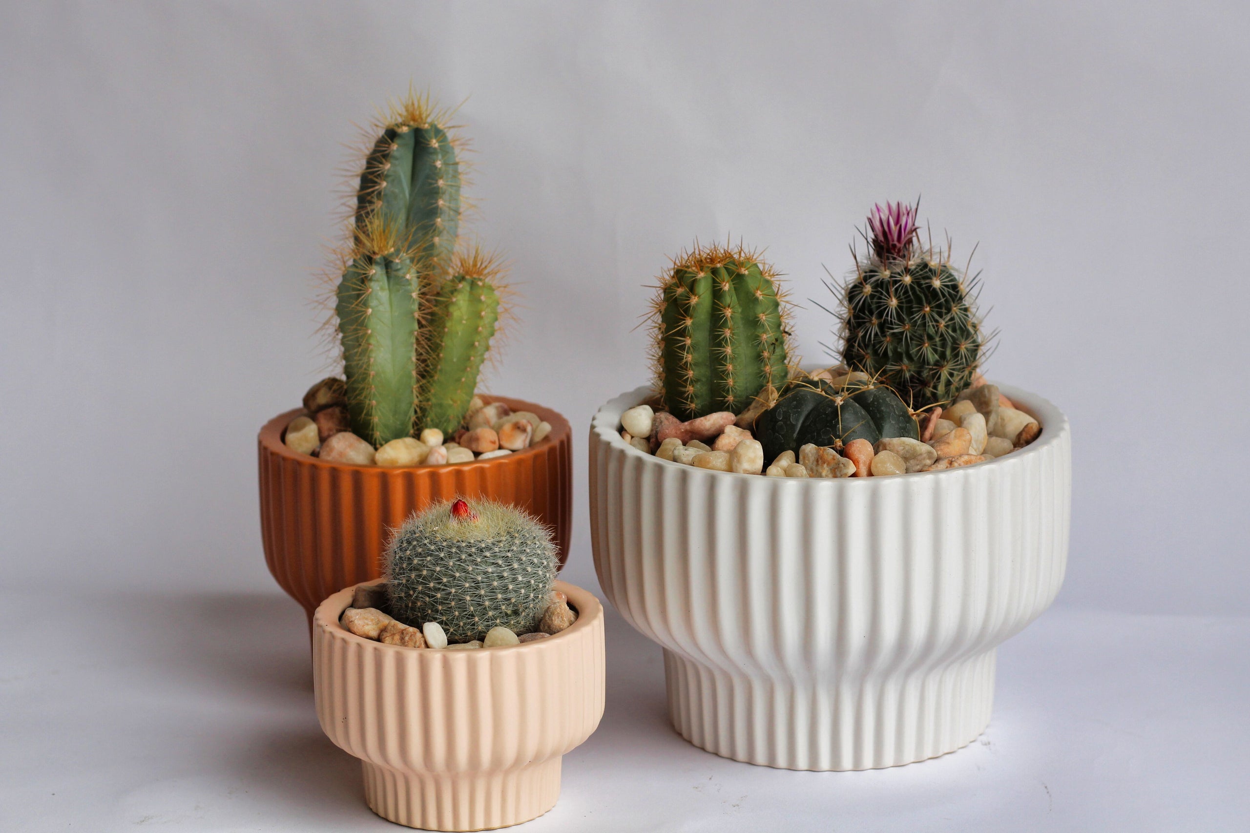 THISTLE-CACTUS-PLANTERS | Thistle Tucson